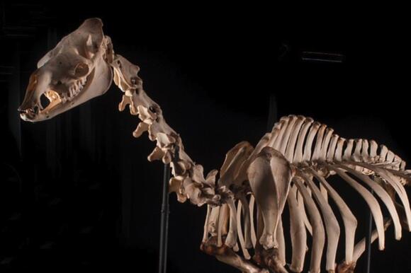 Fossils reveal the history of camelops in Colorado - NewsBreak