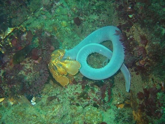 What Is Hagfish Slime, and Why Is It So Powerful? - NewsBreak