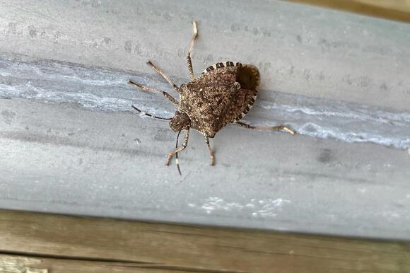 Michigan Stink Bug Prevention Tips Before Cold Weather - NewsBreak