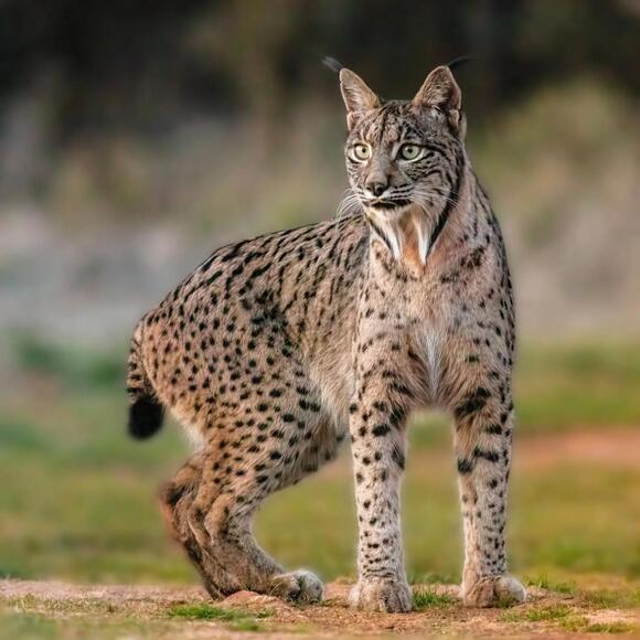 8 Wild Cat Species That Were Rediscovered After Thought to Be Extinct ...