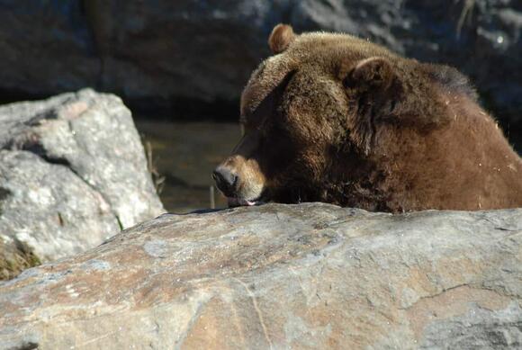 18 Things Bears Can Smell from a Mile Away - NewsBreak