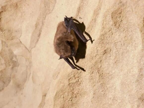 Identify Missouri Bats: 13 Species Guide from Ozark Caves to Backyard ...