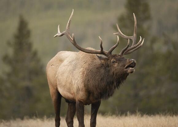 Meet ‘Bruiser’ — The Grumpy Elk People Are Being Warned to Avoid
