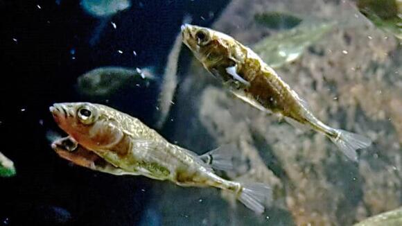Why These Fish Build Nests as Complex as Birds - NewsBreak
