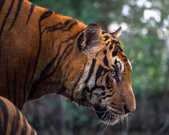 10 Big Cats With the Most Striking Fur Patterns - NewsBreak