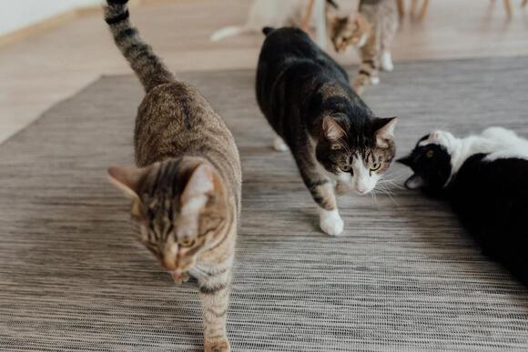 The Strongest Emotional Signals Cats Send Through Their Tails - NewsBreak
