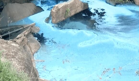 São Paulo’s Blue Wildlife As A Result Of A Chemical Spill - NewsBreak