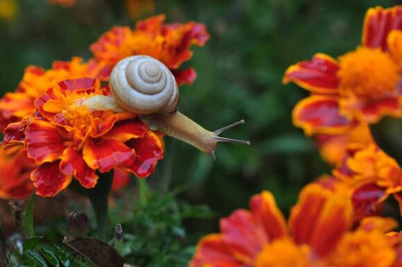 Why the Garden Snail Moves at a Glacial Pace - NewsBreak