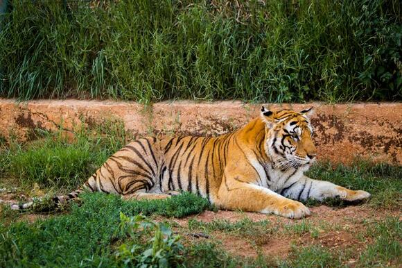 10 Surprising Facts About Tigers You have Probably Never Heard - NewsBreak
