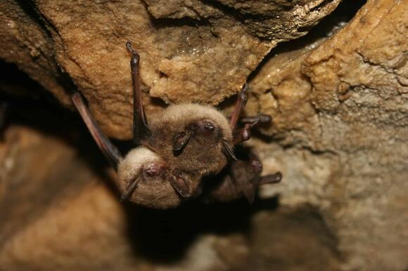 How Fringe-Lipped Bats Stalk Like Lions, and Win - NewsBreak