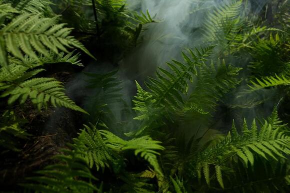 Ferns That Grow From Lava: How Plants Colonize the Harshest Landscapes ...