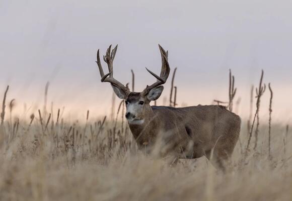 Meet The 10 Most Popular Animals Of Colorado - NewsBreak