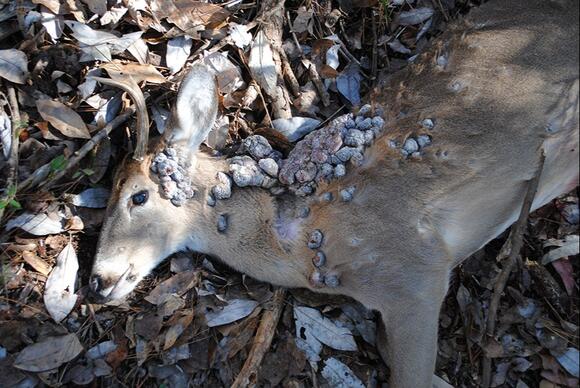 Skinwalker or Diseased Deer? The Legend of the 'Not Deer' Continues in ...