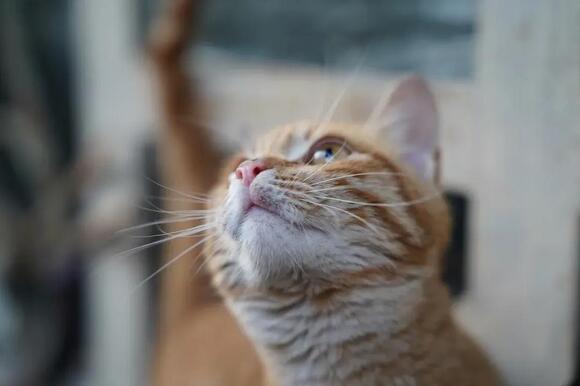 Understanding Your Cat’s Body Language: 12 Key Cues You Might Be ...