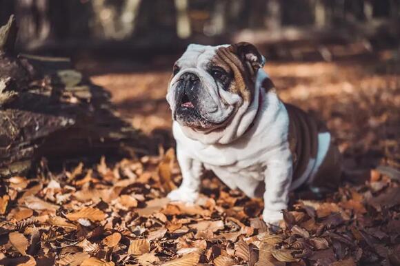 10 Gentle Dog Breeds Perfect for a Calm, Cozy Home - NewsBreak