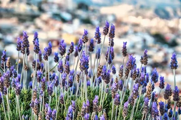 12 Garden Flowers That Bloom Best for Bees, Butterflies, and ...