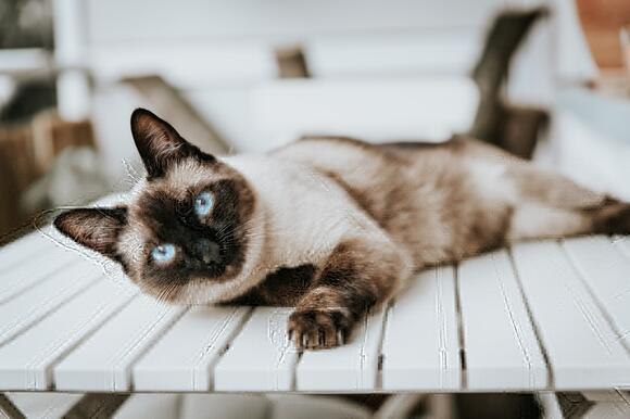 9 Cat Breeds That Display Dog-Like Loyalty - NewsBreak