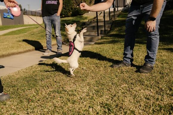 How To Protect Dogs And Cats From Mosquito Bites — And The Diseases ...