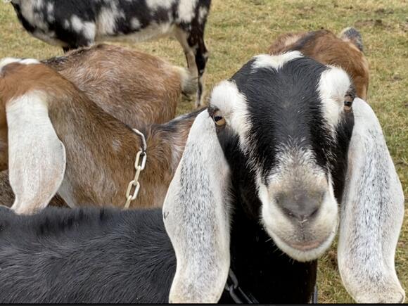 Goats want to eat your holiday trees: Here's where to drop them off