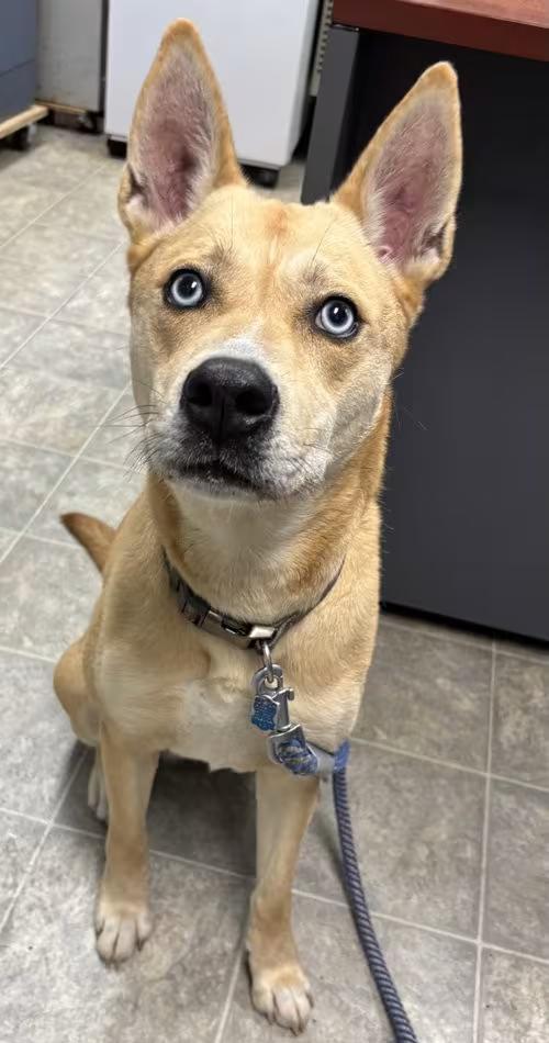🐶 Loving Dogs Waiting for Adoption in Rustburg, VA - NewsBreak