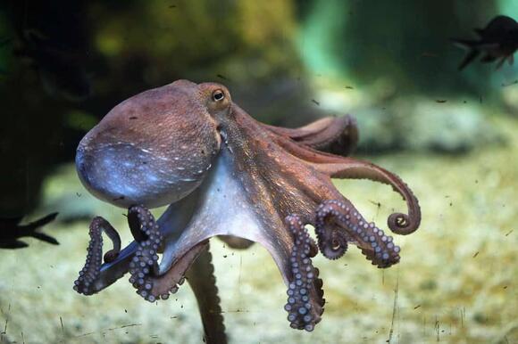 11 Animals That Have Mastered the Art of Tool Use - NewsBreak