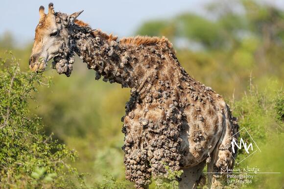 Giraffe Covered In Unusual "Bumps" Spotted In Kruger National Park ...