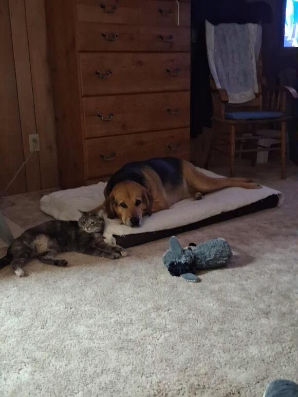 🐶 Playful, Loyal & Loving Dogs Ready for Adoption in Walla Walla ...