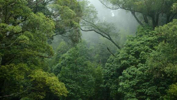 The Amazon Rainforest Just Started Growing in Reverse – And It’s ...