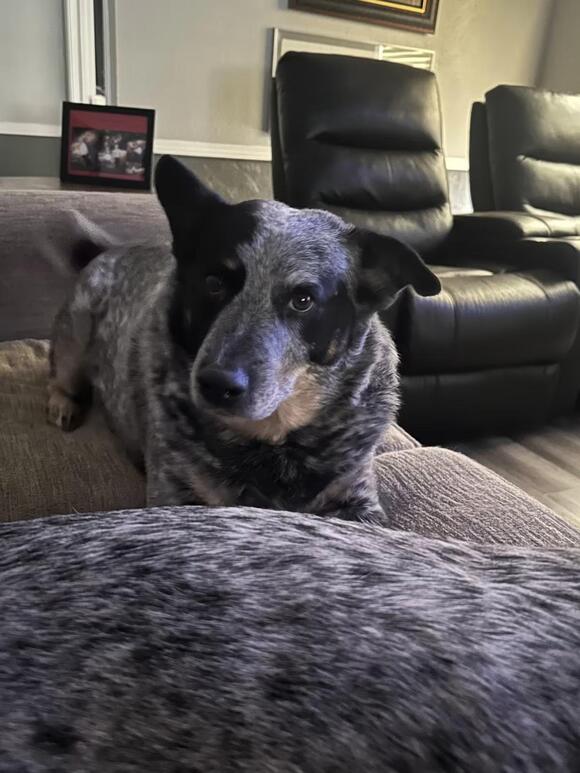 🐶 Playful, Loyal & Loving Dogs Ready for Adoption in Midland - NewsBreak