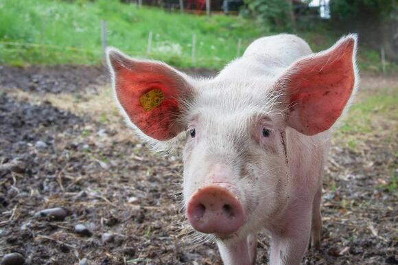 From Ceremony to Supermarket: How Pigs Became Commodity Meat - NewsBreak