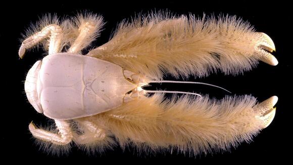 Strange Creatures That Prove The Weird World Of Cryptozoology - NewsBreak