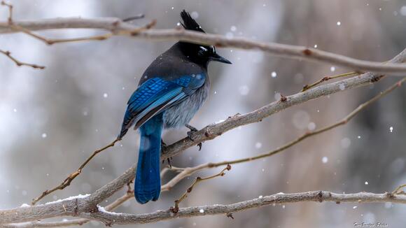 How much snow has fallen? Colorado snow totals from the May 5-6, 2026 ...