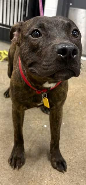 🐶 Playful, Gentle & Loyal Dogs Ready for Adoption in Cleveland - NewsBreak