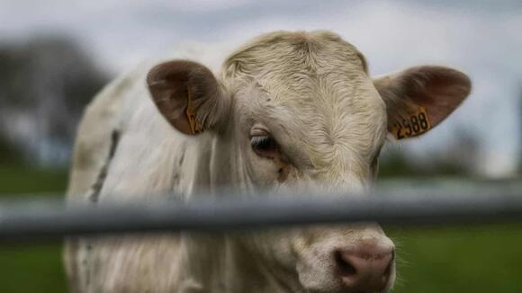 13 Countries Where Eating Beef Is a Cultural Taboo - NewsBreak