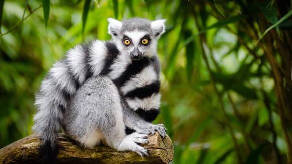 What Kind of Lemur Is King Julien from Madagascar? - NewsBreak
