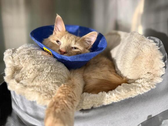 Last-Second Lifeline: Injured Rescue Cat Queso Spared from Euthanasia ...