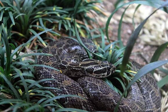 The Most Venomous Creatures Lurking in the Amazon Rainforest - NewsBreak