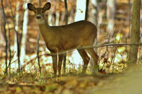 NY Rolls Out Major Changes to Deer Hunting Rules - NewsBreak