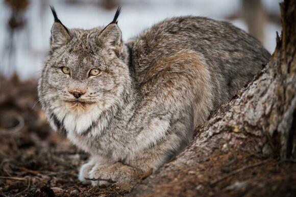 WDFW seeks public input on draft status review for Canada lynx - NewsBreak
