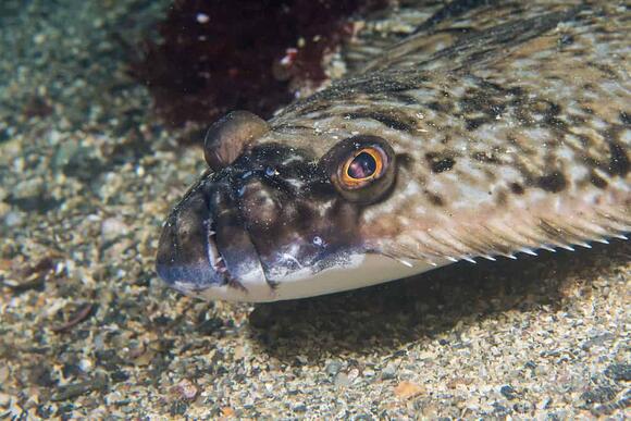 7 Types of Flat Fish Ranked by Size - NewsBreak