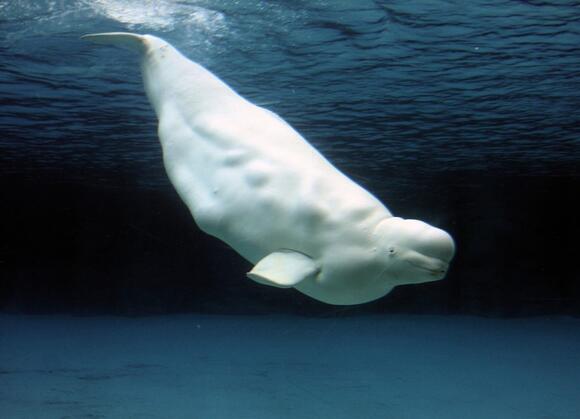 Why beluga whales don’t stick to one mating partner - NewsBreak