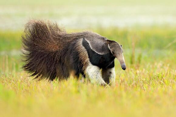 Top 10 Most Bizarre Creatures Found In The Amazon - NewsBreak