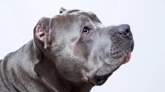 Freezing Pit Bull Thrown from Owner’s Car Emerges as Shelter’s Gentlest ...