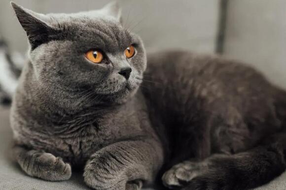 Top Cat Breeds for Every Zodiac Element – Fire to Water - NewsBreak