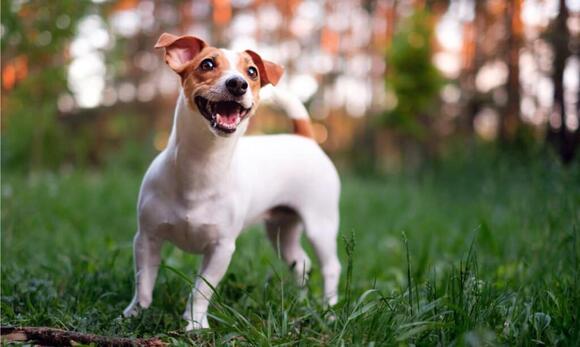 What Kind of Dog Is Wishbone? Breed Information, Pictures, and Facts ...
