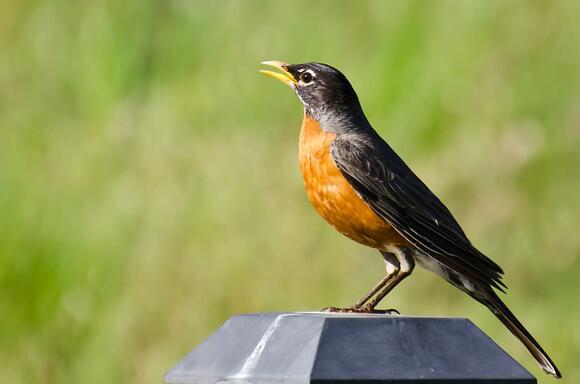 The Complete List of All 50 Official US State Birds (With Pictures ...