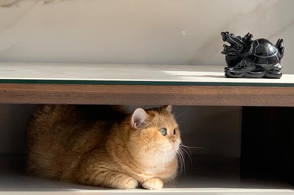 12 Genius Hacks to Make Apartment Life Easier for Cats - NewsBreak