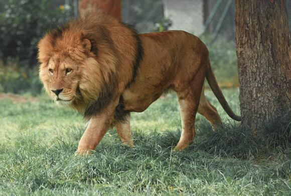 10 Places to Spot Wild Big Cats Today - NewsBreak