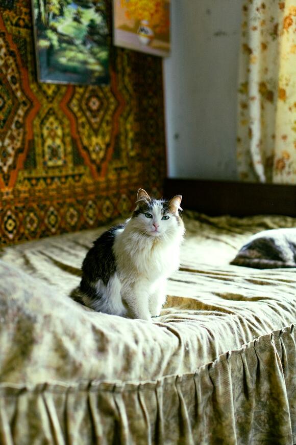 7 Friendly Cat Breeds That Love Visitors - NewsBreak