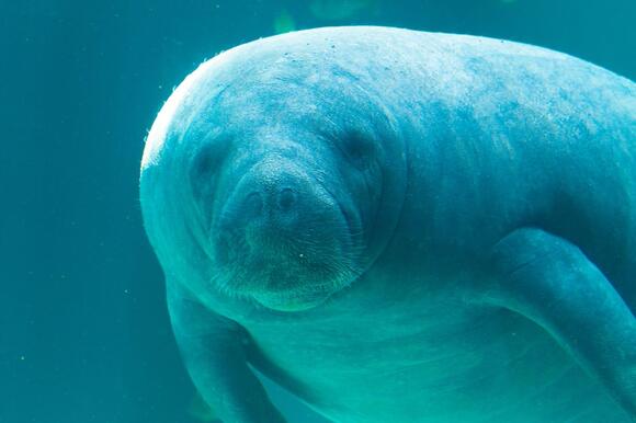 At 71 Years Old, Romeo Is Officially The Oldest Manatee Ever Recorded ...